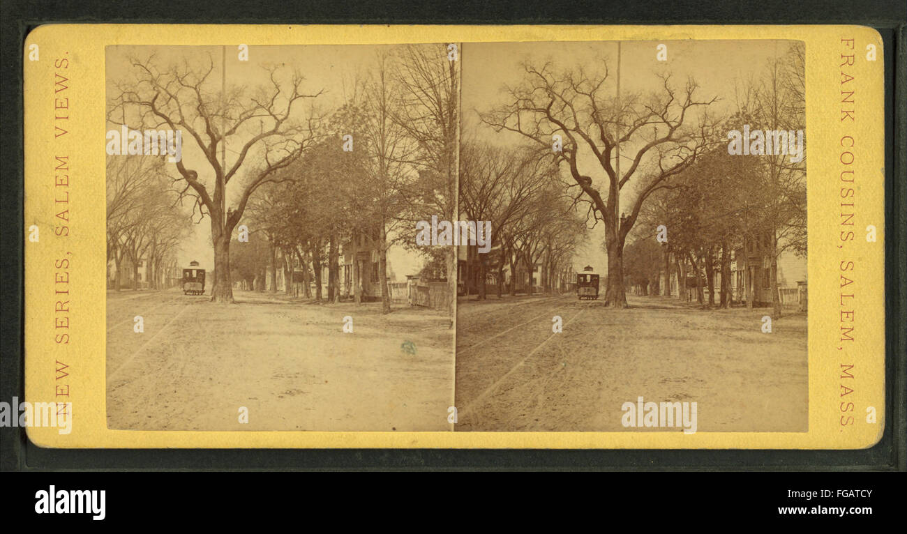 A photograph showing a large tree on Boston Street, captured in the ...