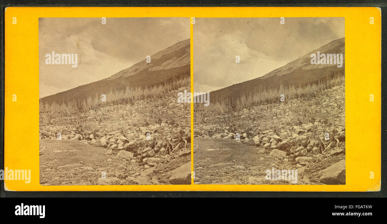 A photograph of the Silver Forest on Mt. Washington, showing the unique ...