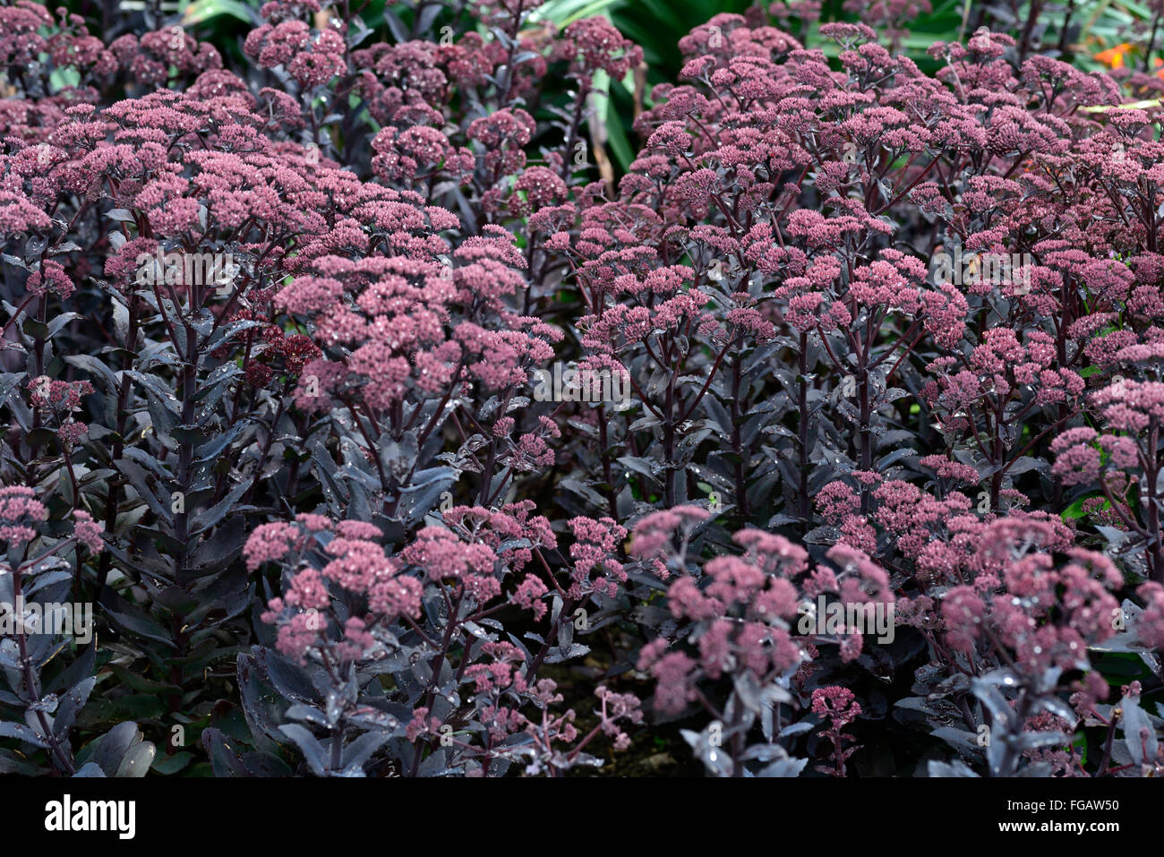 sedum jose aubergine closeup plant portraits pink flowers perennials ...