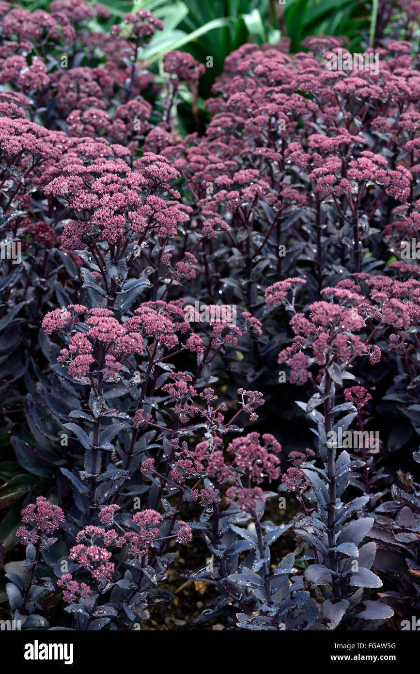 sedum jose aubergine closeup plant portraits pink flowers perennials ...