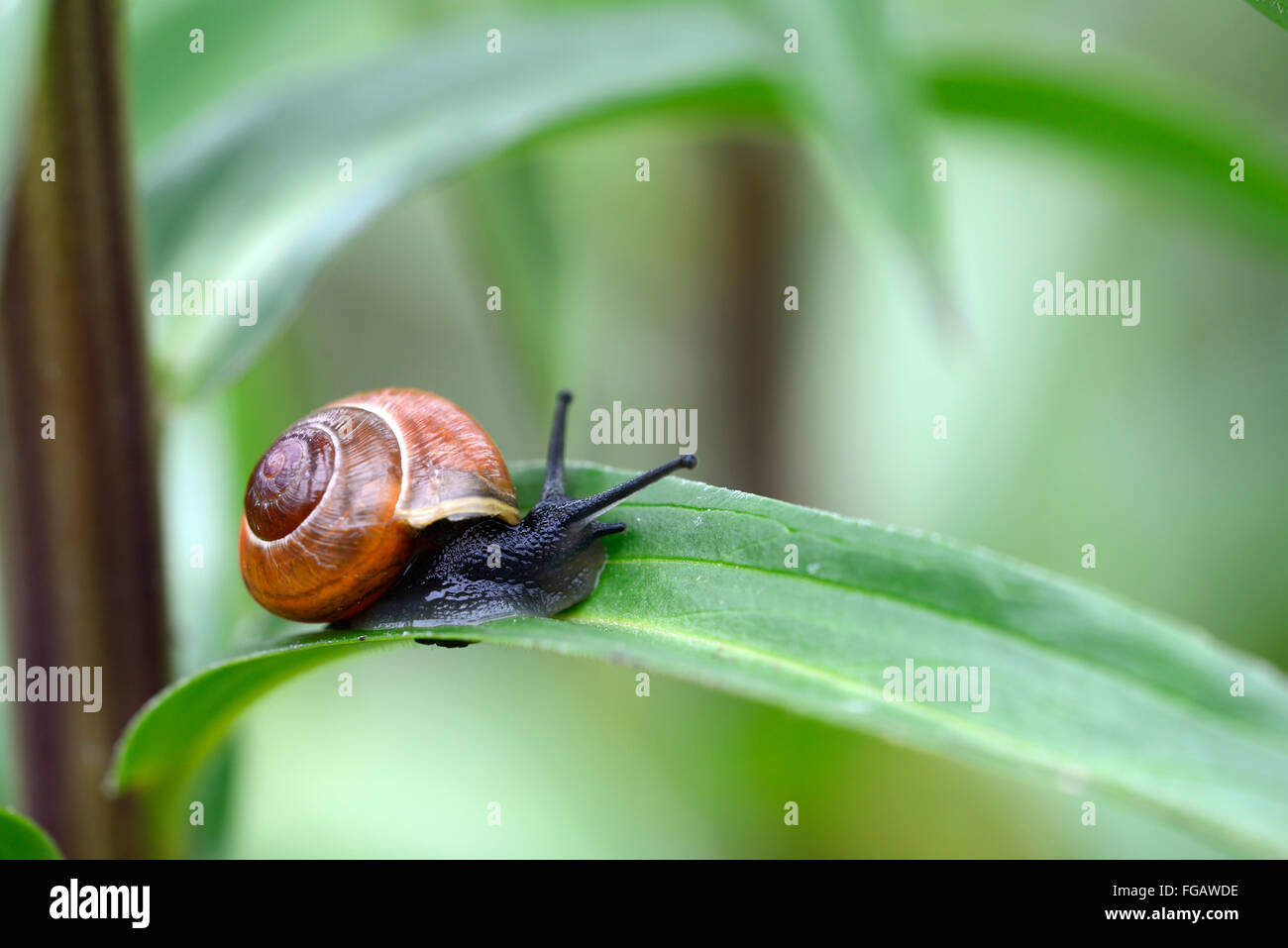 Garden snail mollusc pest on a thin digitalis ferruginea leaf slide ...