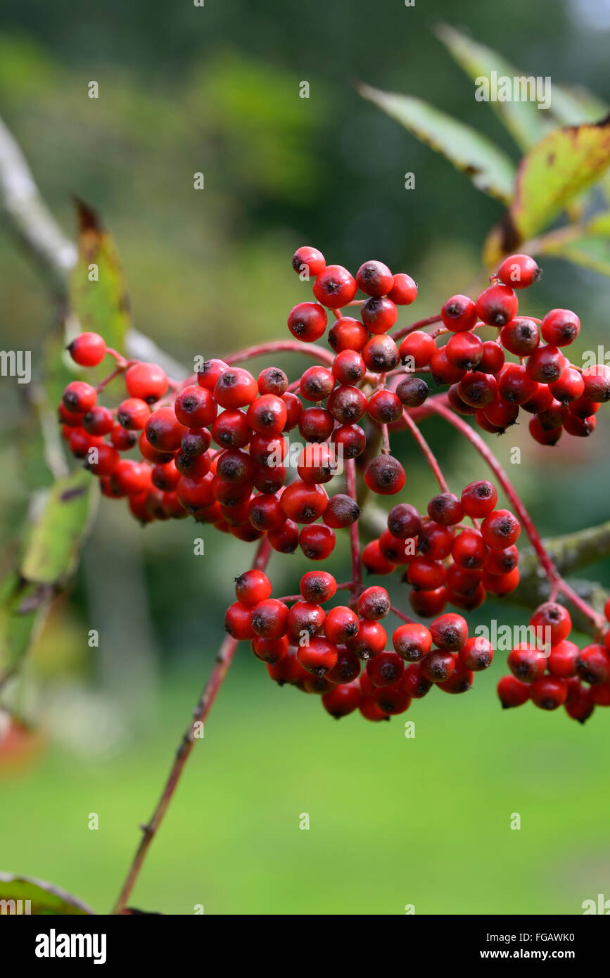 sorbus americana red berries mountain ash ashes rowan tree trees ...