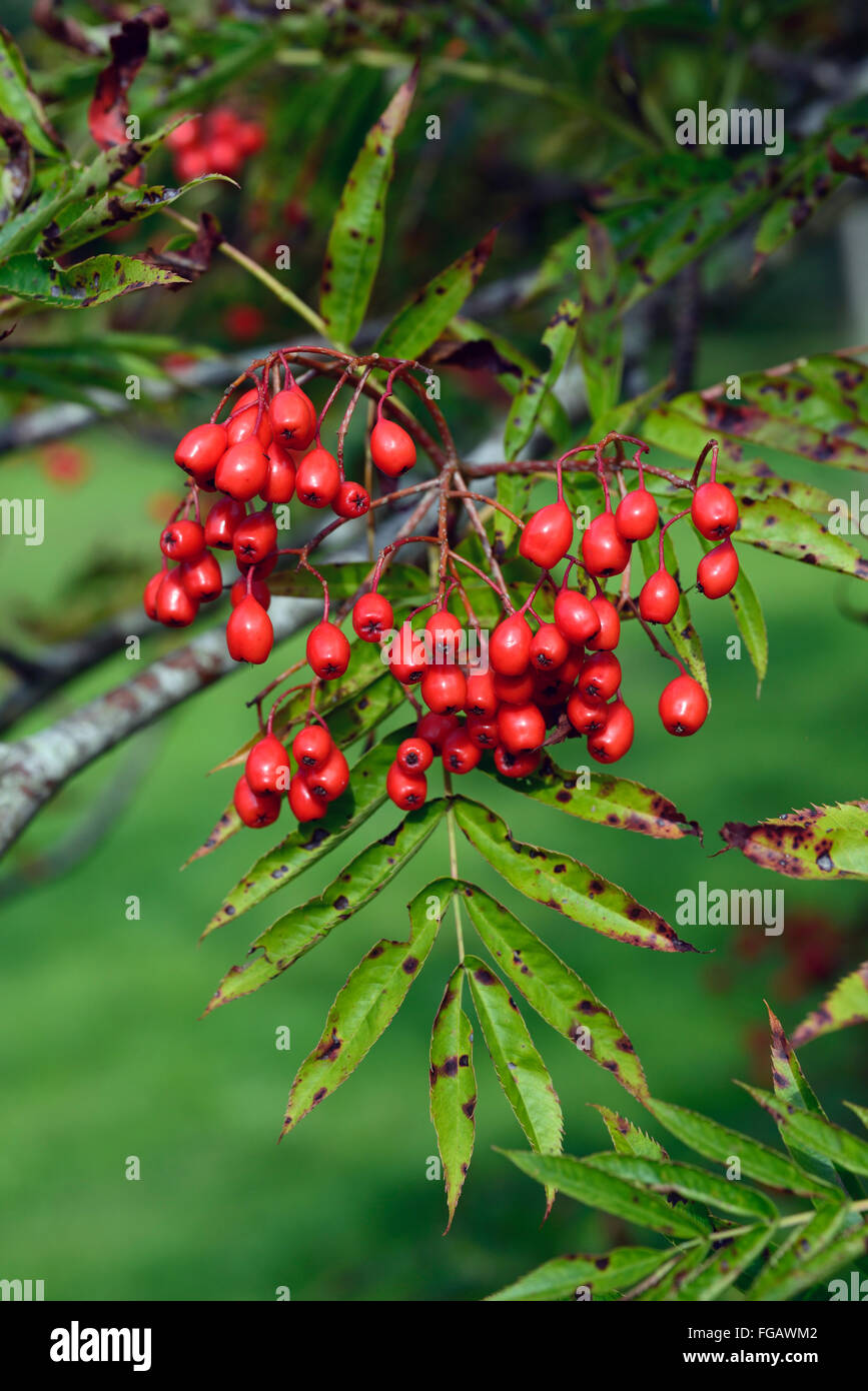 Berry deciduous hi-res stock photography and images - Alamy
