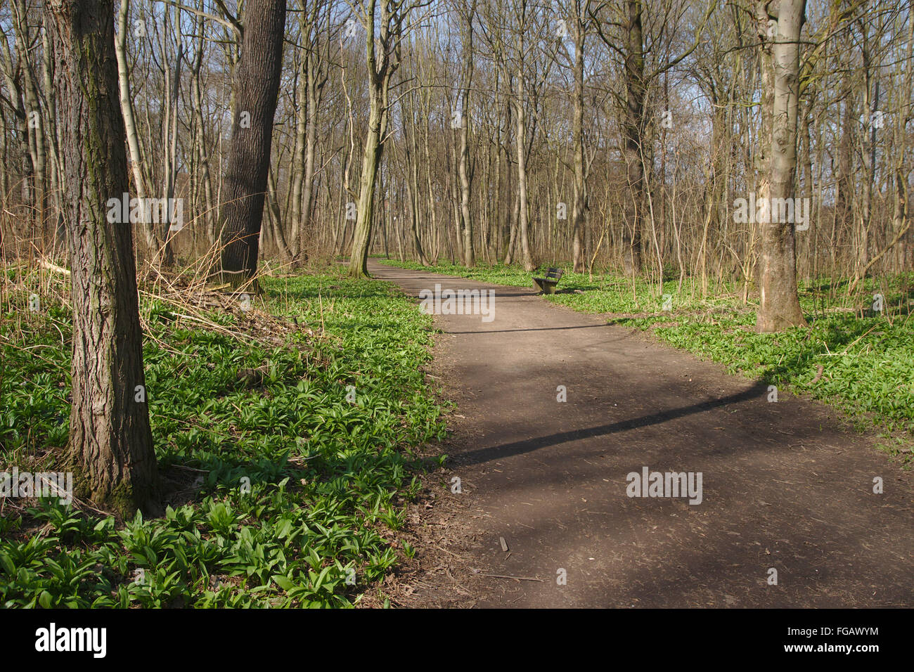 Way in spring forest, floor covered with wild garlic (Allium ursinum ...