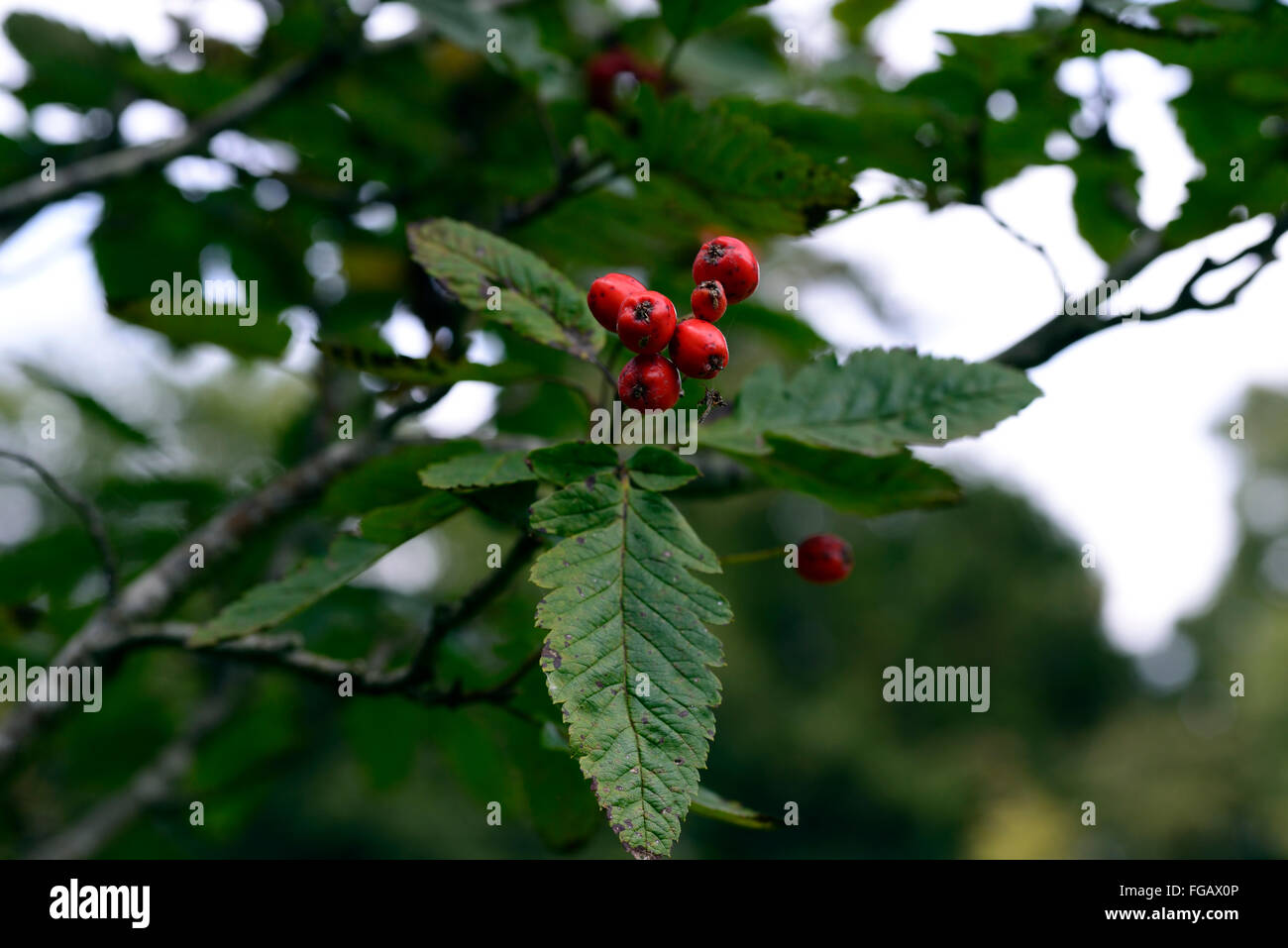 sorbus x thuringiaca fastigiata Whitebeam red berries berry autumn fall ...