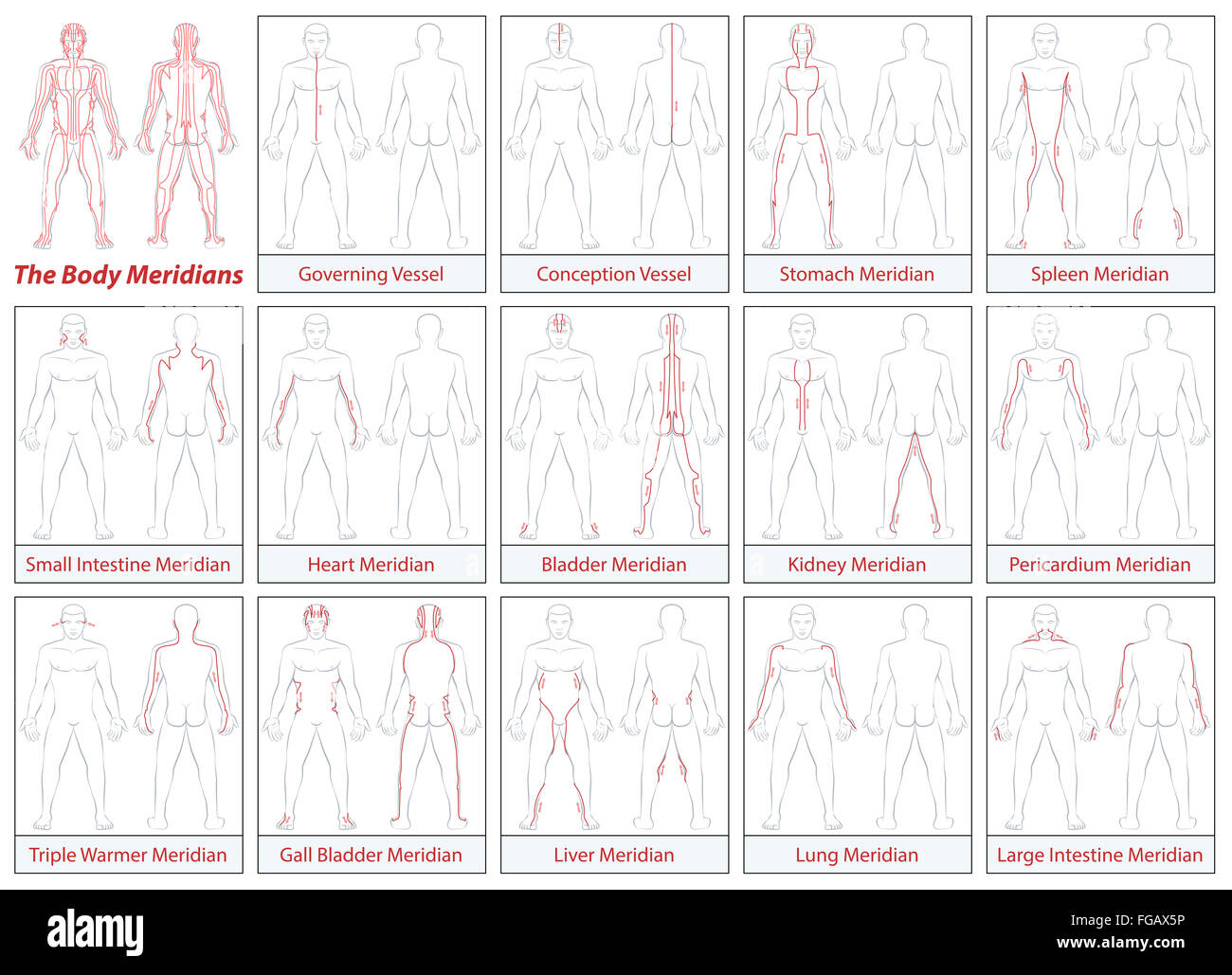 Human body organs diagram High Resolution Stock Photography and Images - Alamy