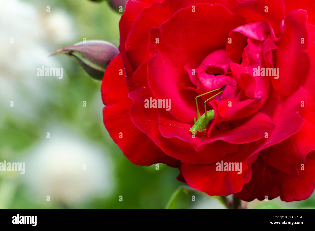 Rose locust hi-res stock photography and images - Alamy