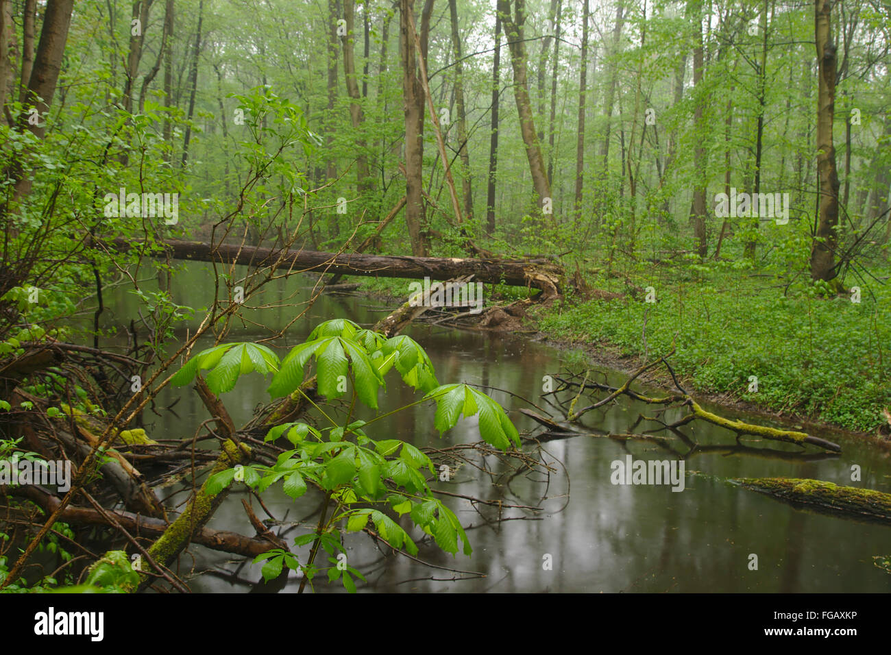 Alluvial forest with abandoned channel on a rainy spring day, Leipzig ...