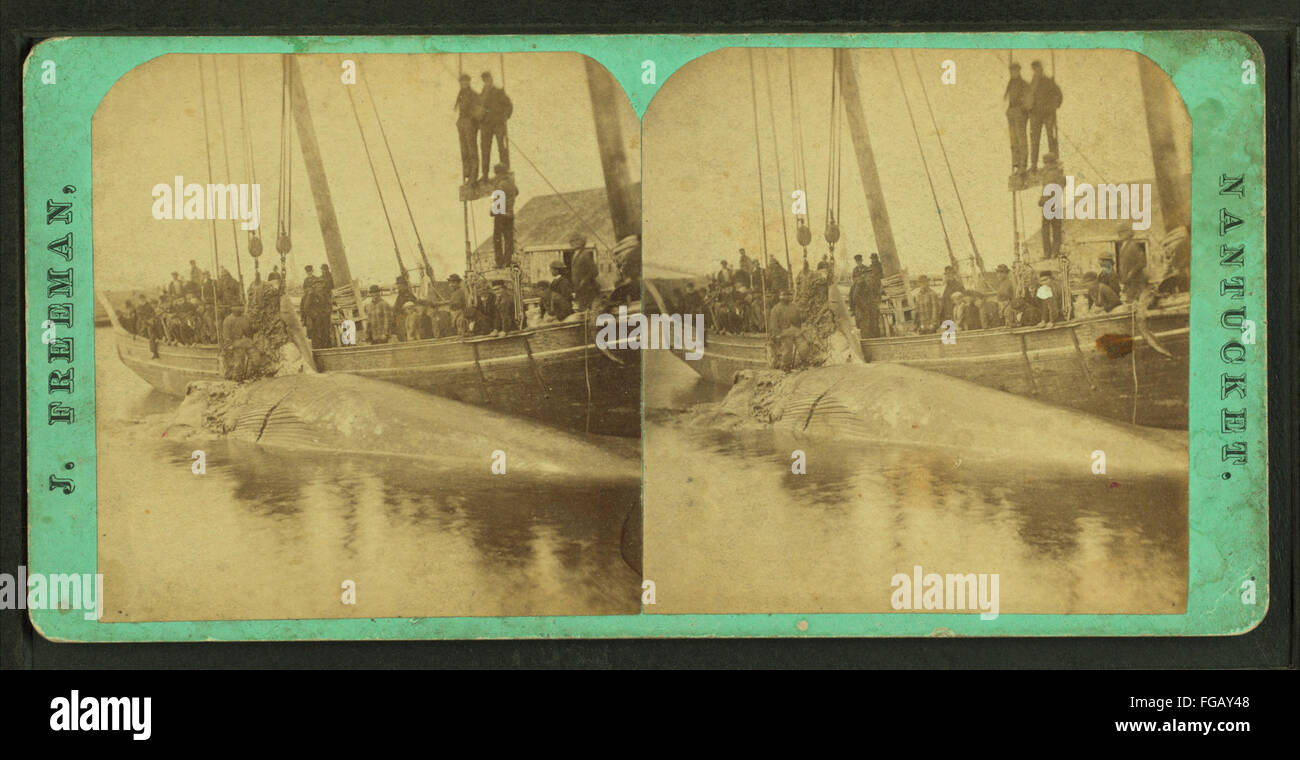 Early 1900s whaling hi-res stock photography and images - Alamy