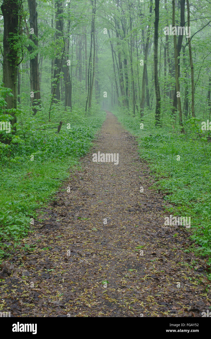 Path in alluvial forest, rainy spring day, Leipzig, Germany Stock Photo ...