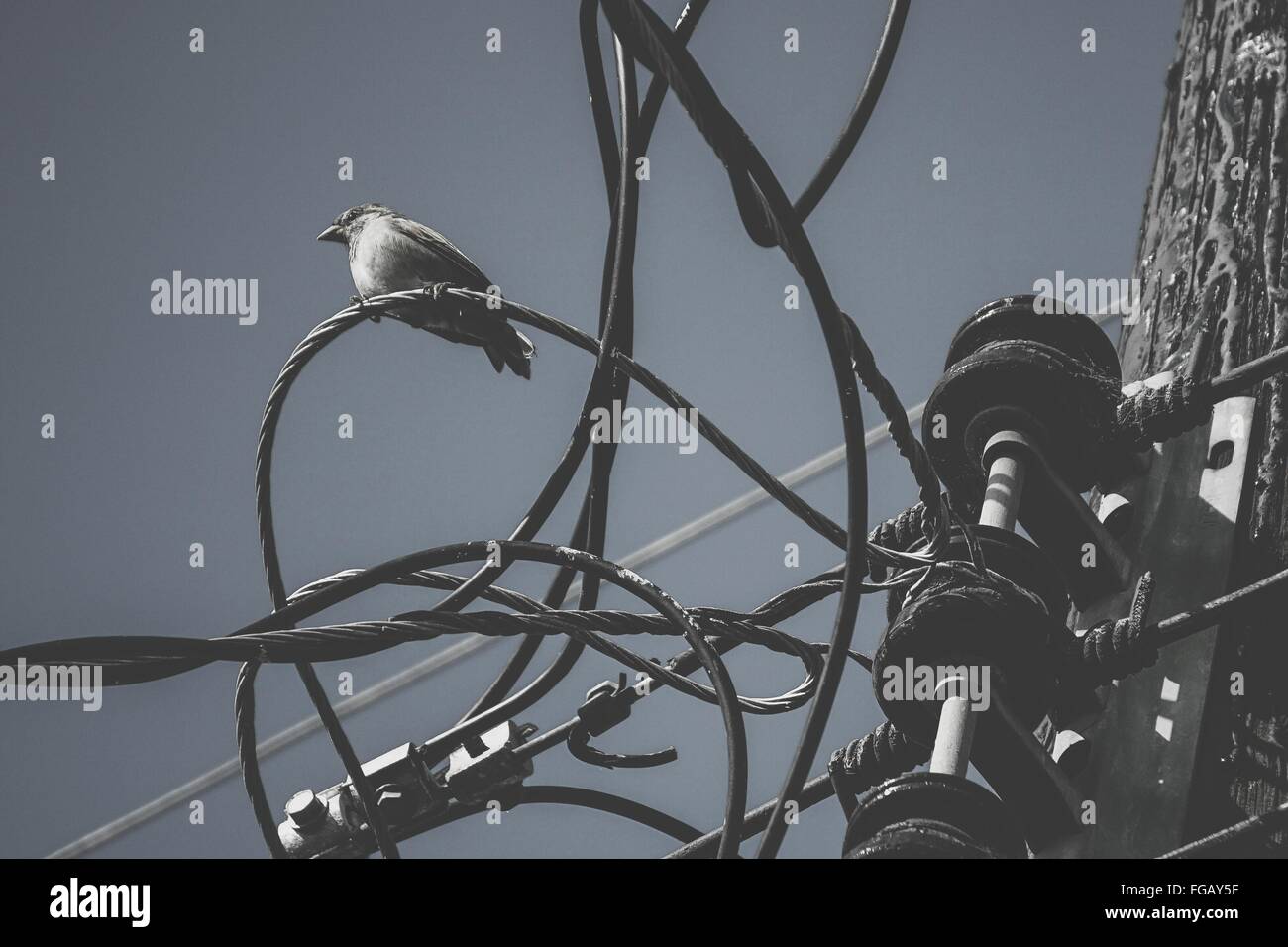 Bird on electricity pylon hi-res stock photography and images - Alamy