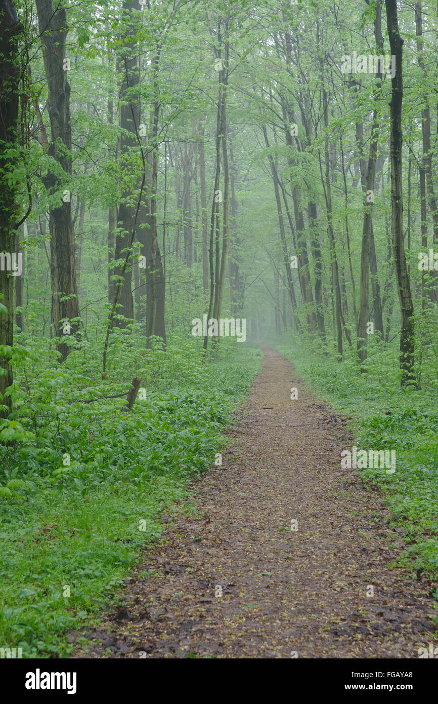 Path in alluvial forest, rainy spring day, Leipzig, Germany Stock Photo ...
