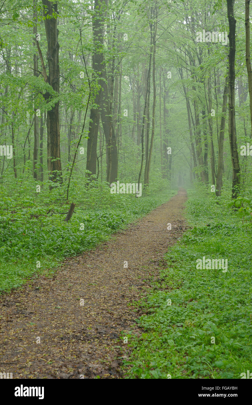 Path in alluvial forest, rainy spring day, Leipzig, Germany Stock Photo ...