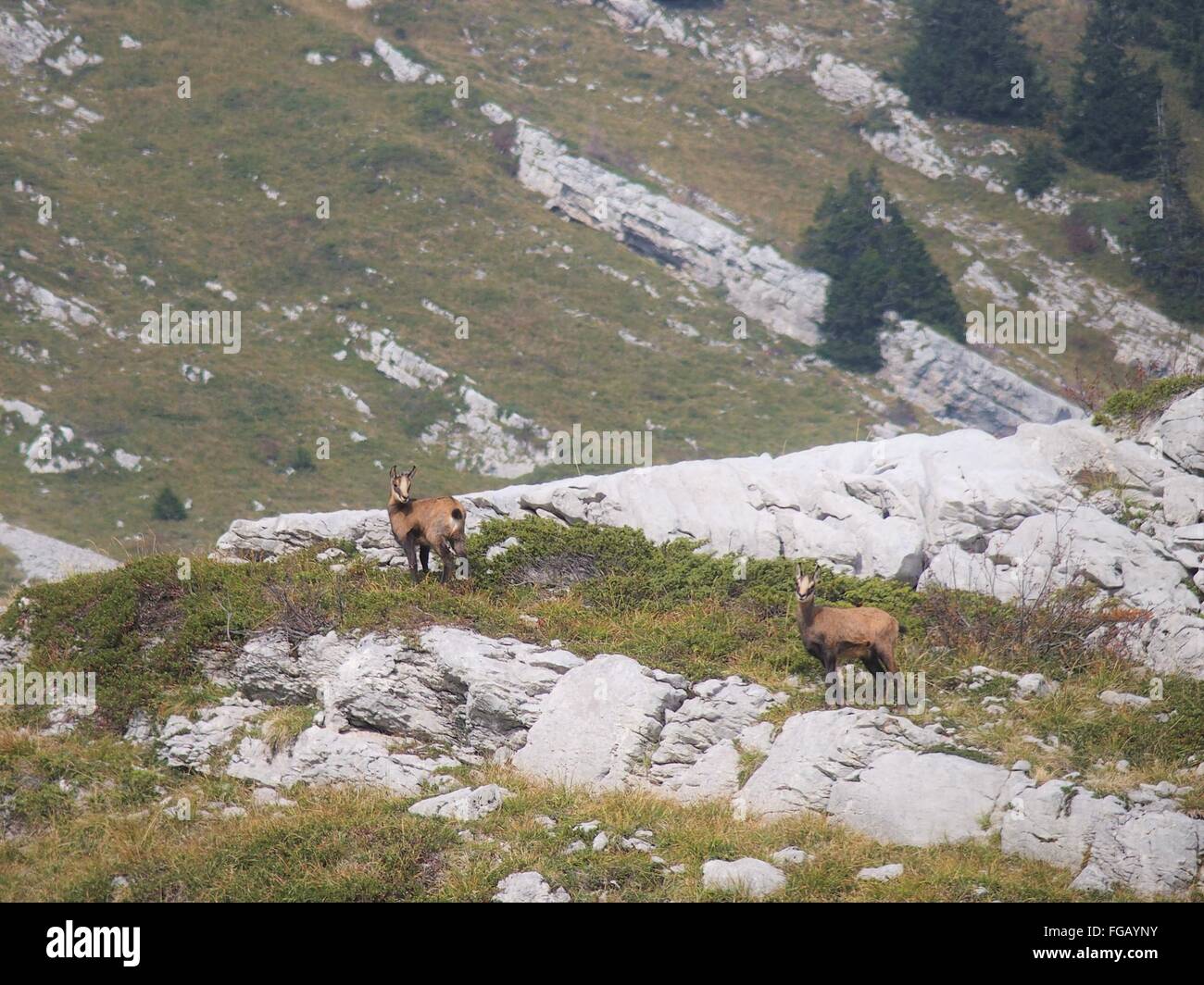Wild animals in the alps hi-res stock photography and images - Alamy