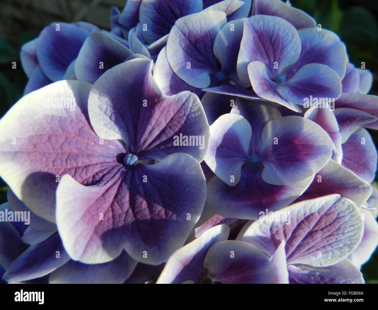 Magenta flowers hi-res stock photography and images - Alamy