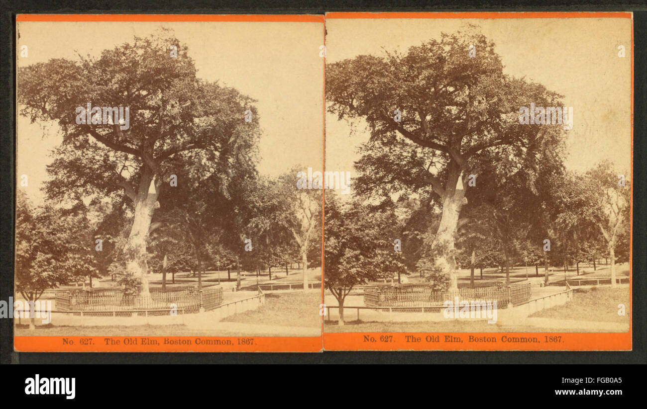 This photograph from 1876 features the iconic Old Elm tree in Boston ...