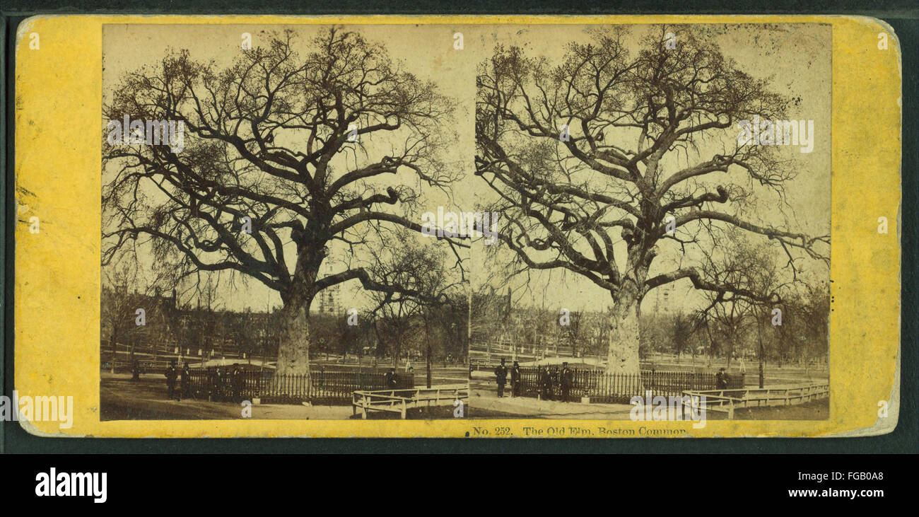 A photograph by John P. Soule of the old elm tree in Boston Common ...