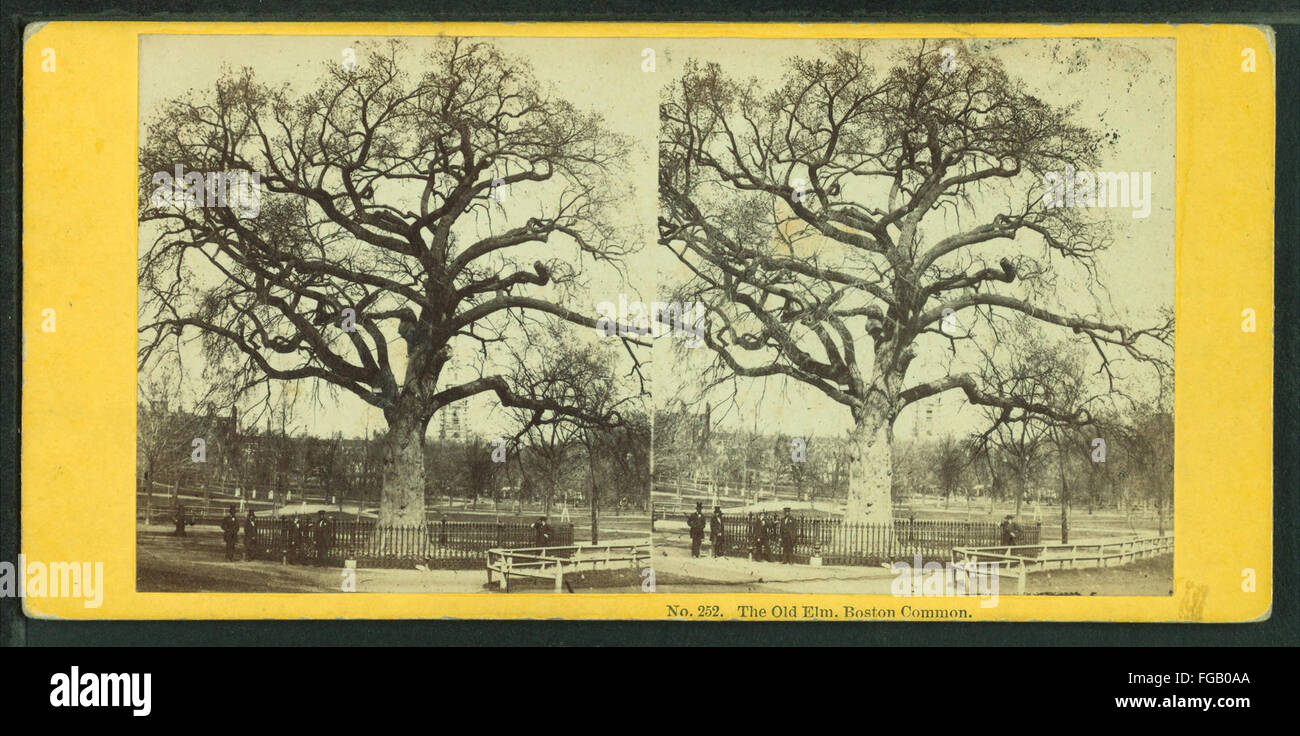 A photograph by John P. Soule depicting the old elm tree in Boston ...