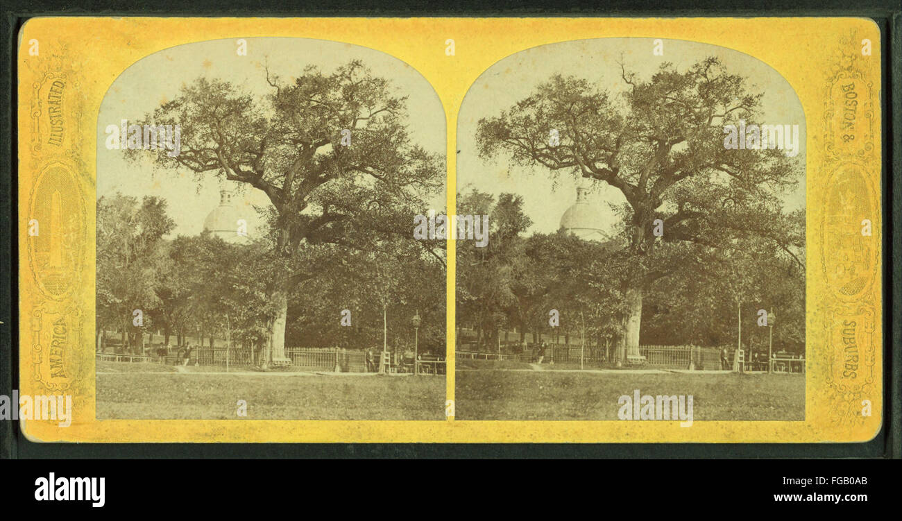 A photograph from the Robert N. Dennis collection showing the old elm ...