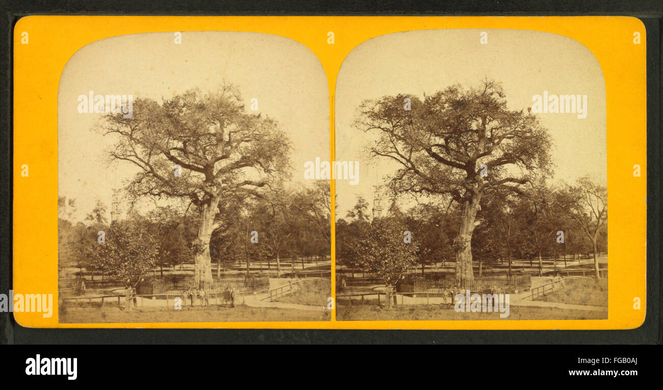 This photograph features the old elm tree in Boston Common ...