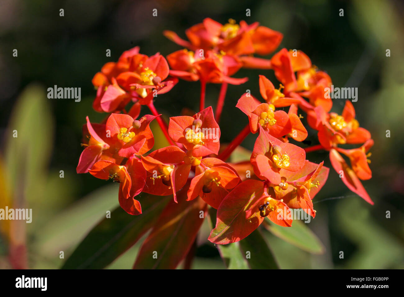 Euphorbia griffithii fireglow spurge orange perennial hi-res stock ...