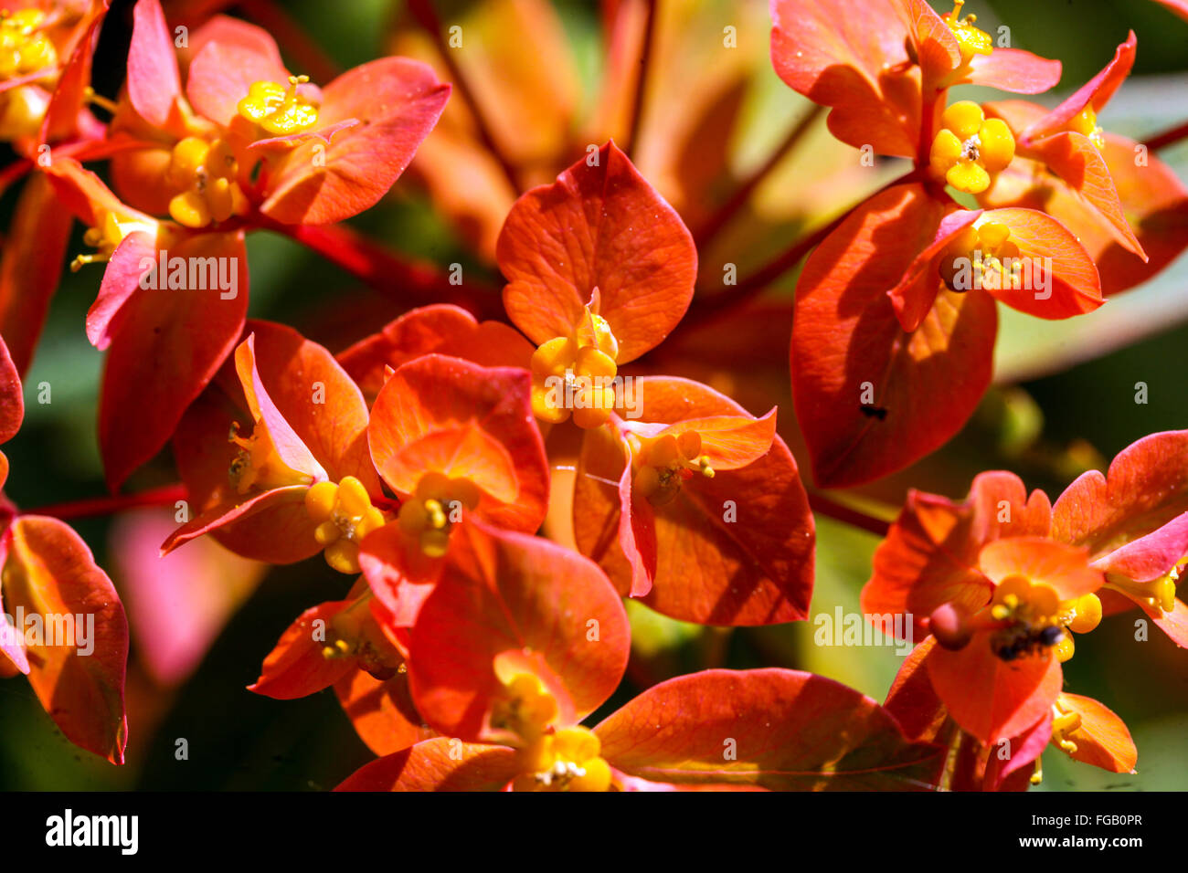 Euphorbia 'Fireglow' close up flower Euphorbia griffithii 'Fireglow ...