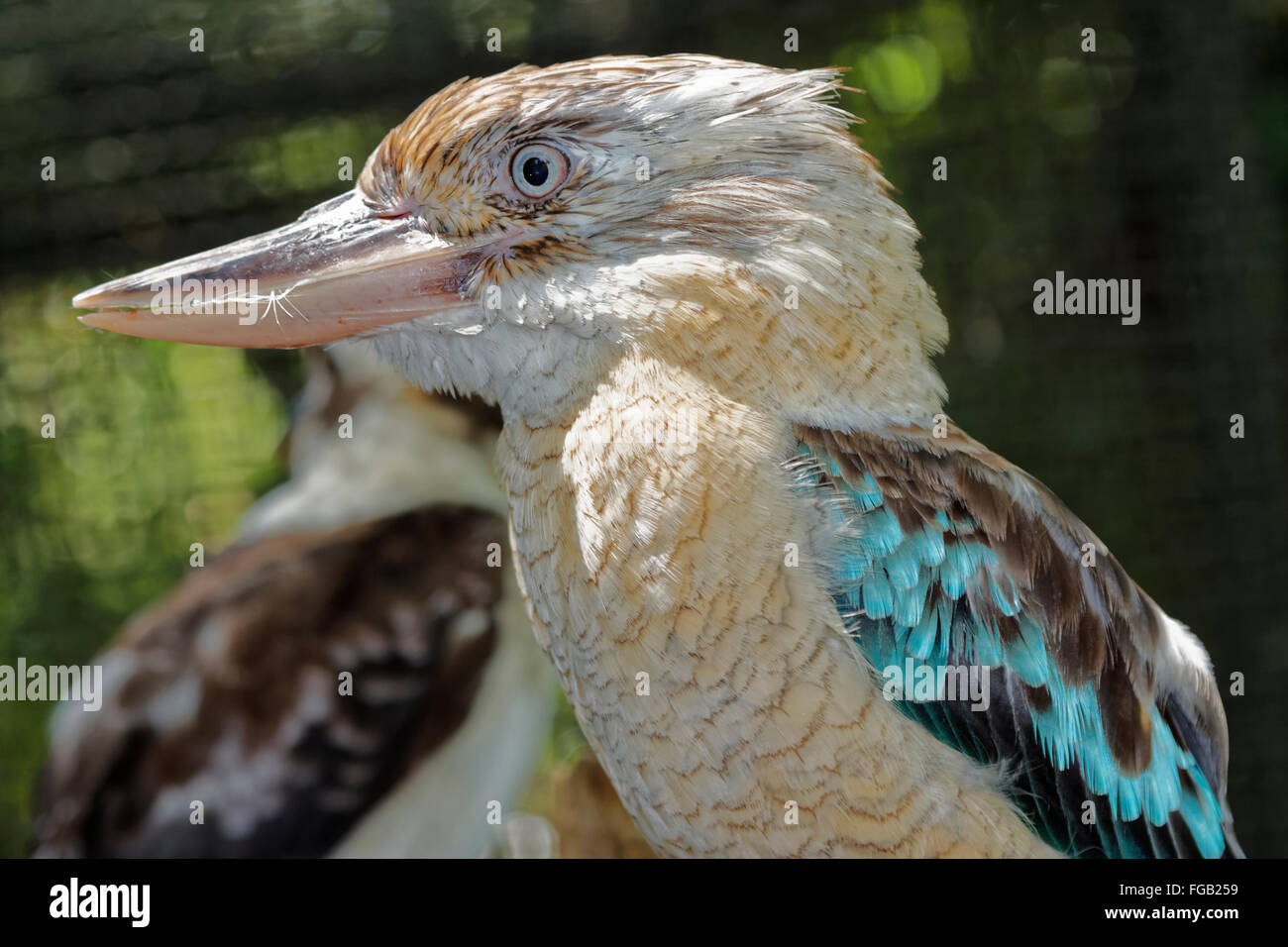 Laughing kookaburra which is native to Australia Stock Photo - Alamy