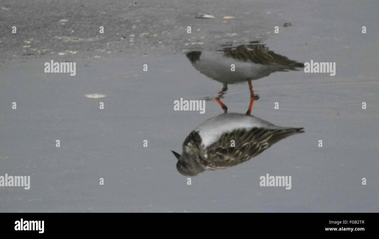 Puddle for animals hi-res stock photography and images - Alamy