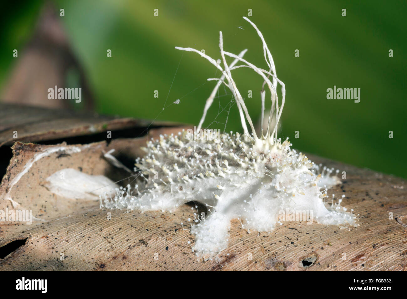 Unidentified Cordyceps fungus infecting a moth in the rainforest ...