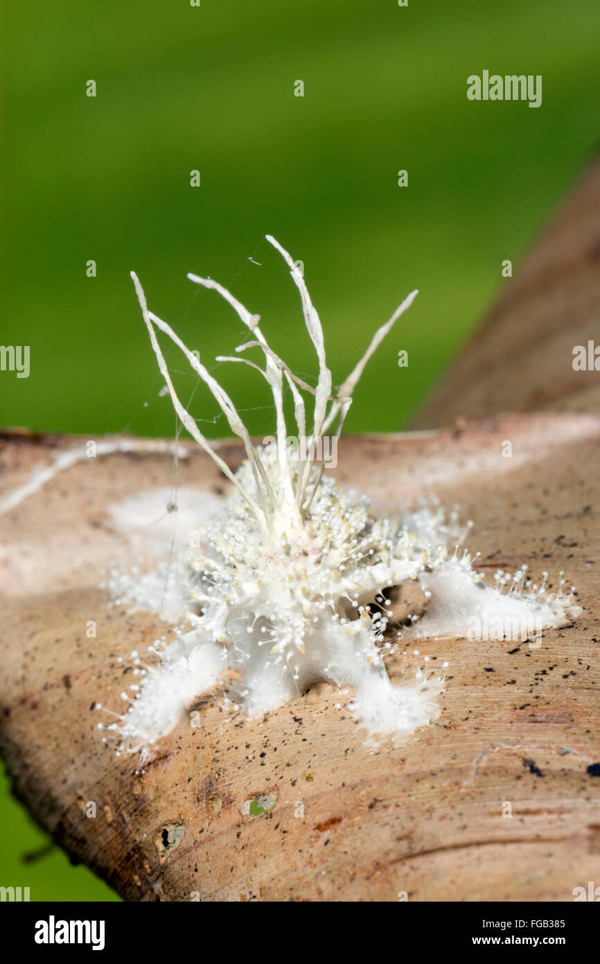 Unidentified Cordyceps fungus infecting a moth in the rainforest ...