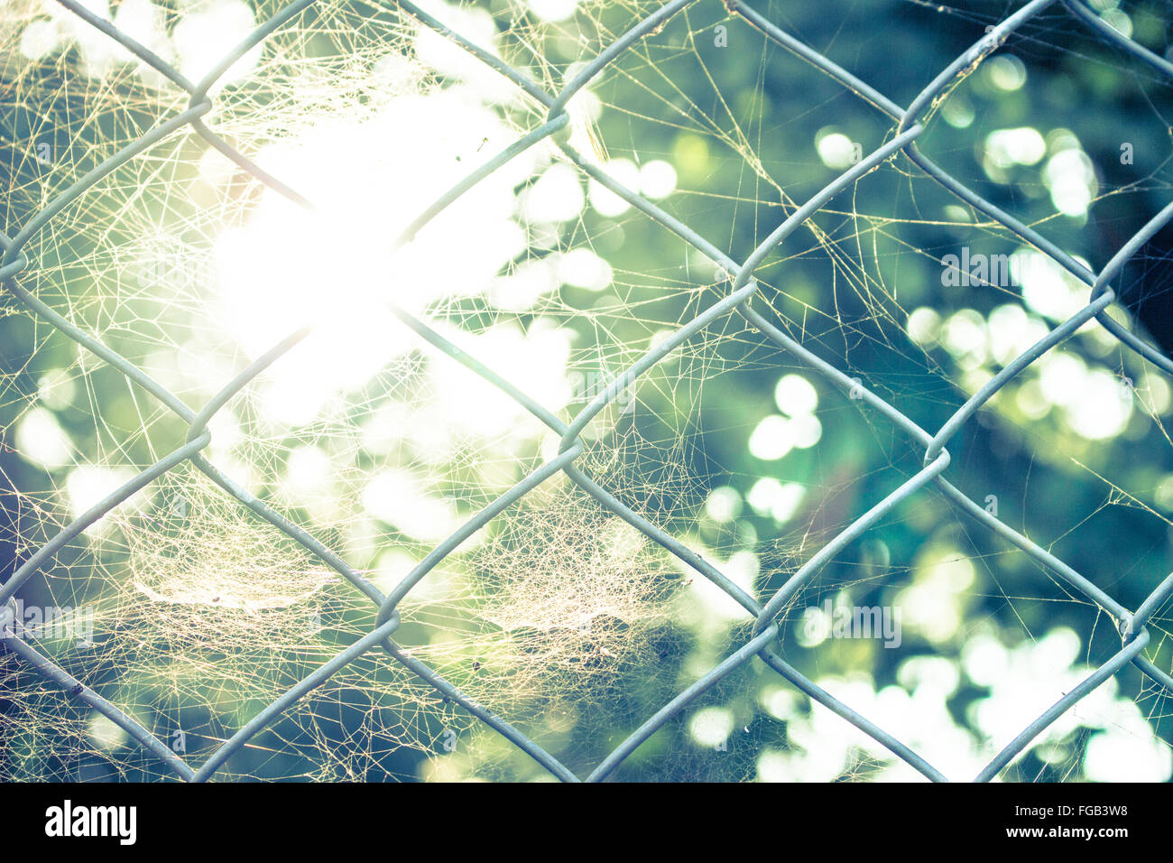 Spider Web On Chainlink Fence Stock Photo - Alamy