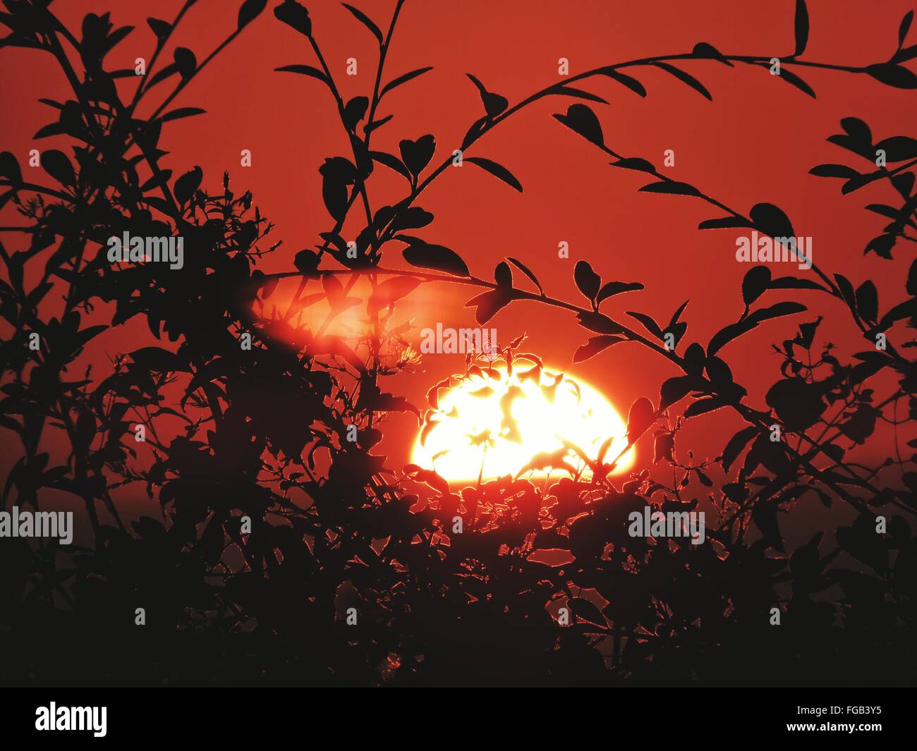 Sunset through trees hi-res stock photography and images - Alamy