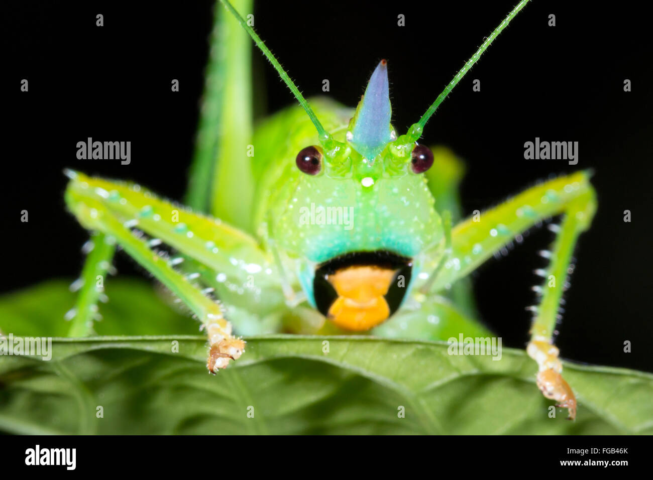 Unicorn Katydid (Copiphora gracilis), rainforest understory in Pastaza ...