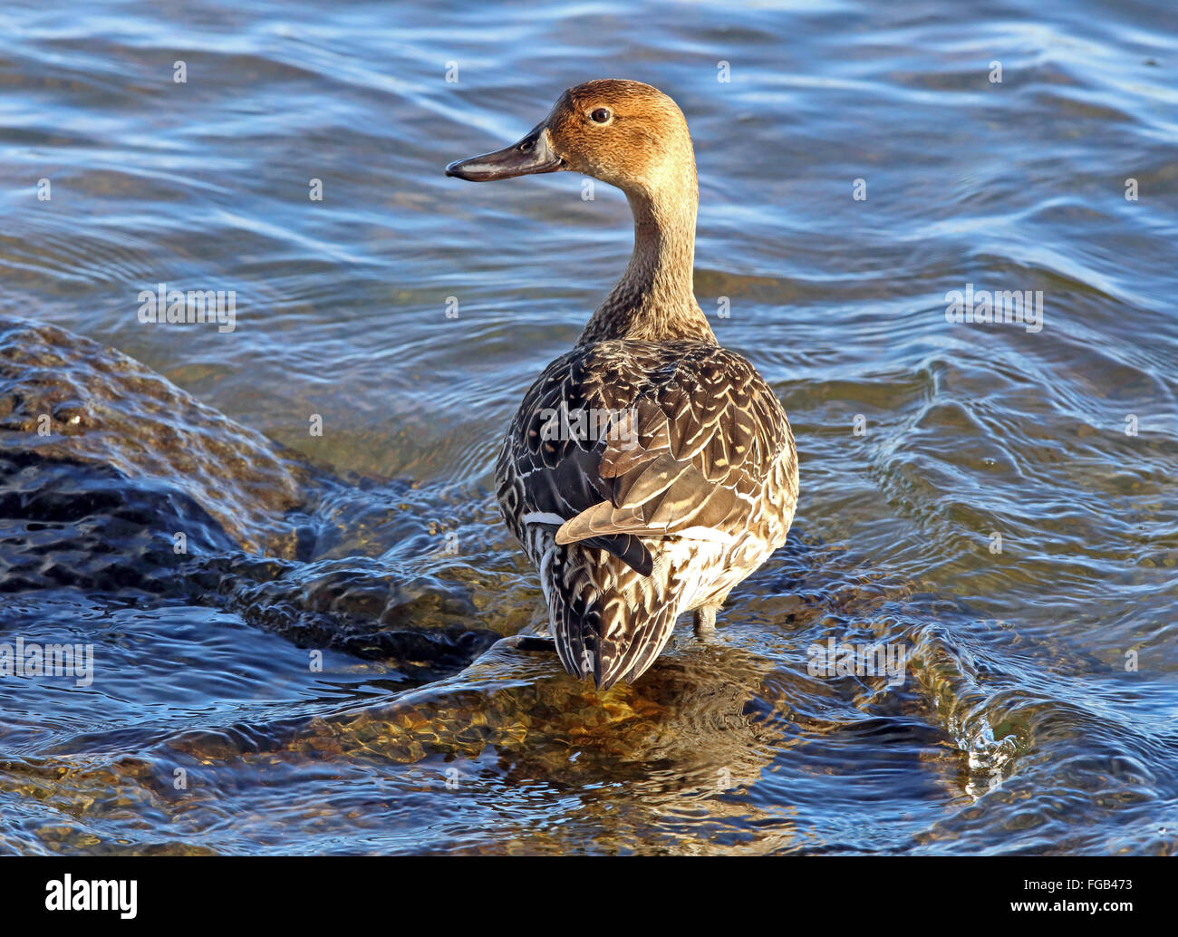 Northern Pintail (Anas acuta) standing in water Stock Photo - Alamy