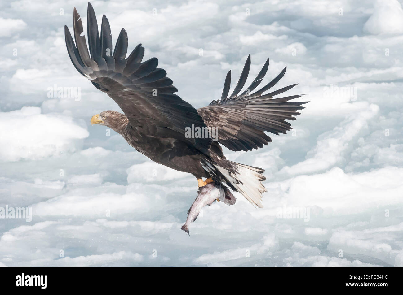 Eagle carrying large fish hi-res stock photography and images - Alamy