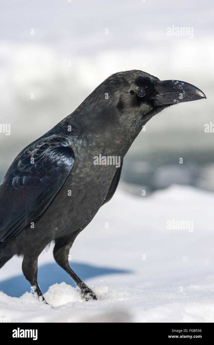 Jungle crow, large-billed or thick-billed crow, Japanese crow, Corvus ...