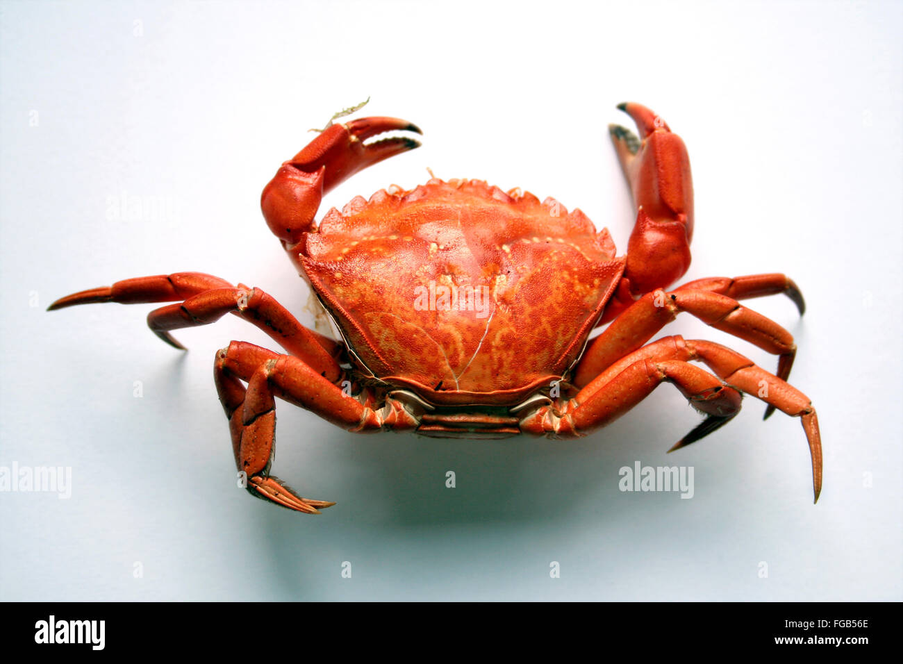 Single orange crab on a white background, still life Stock Photo - Alamy