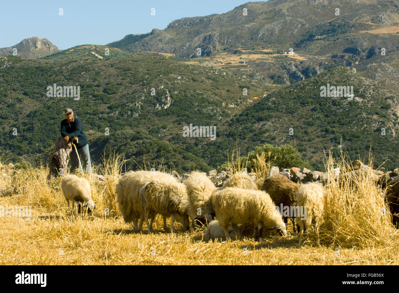 Griechenland, Kreta, bei Kissamos, Polyrrinia, Schafhirte unterhalb der ...