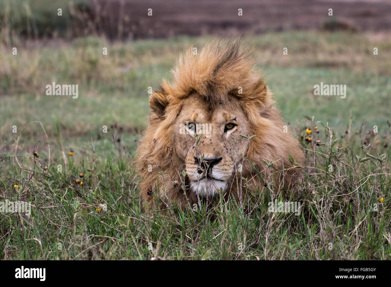 Lion pose hi-res stock photography and images - Alamy