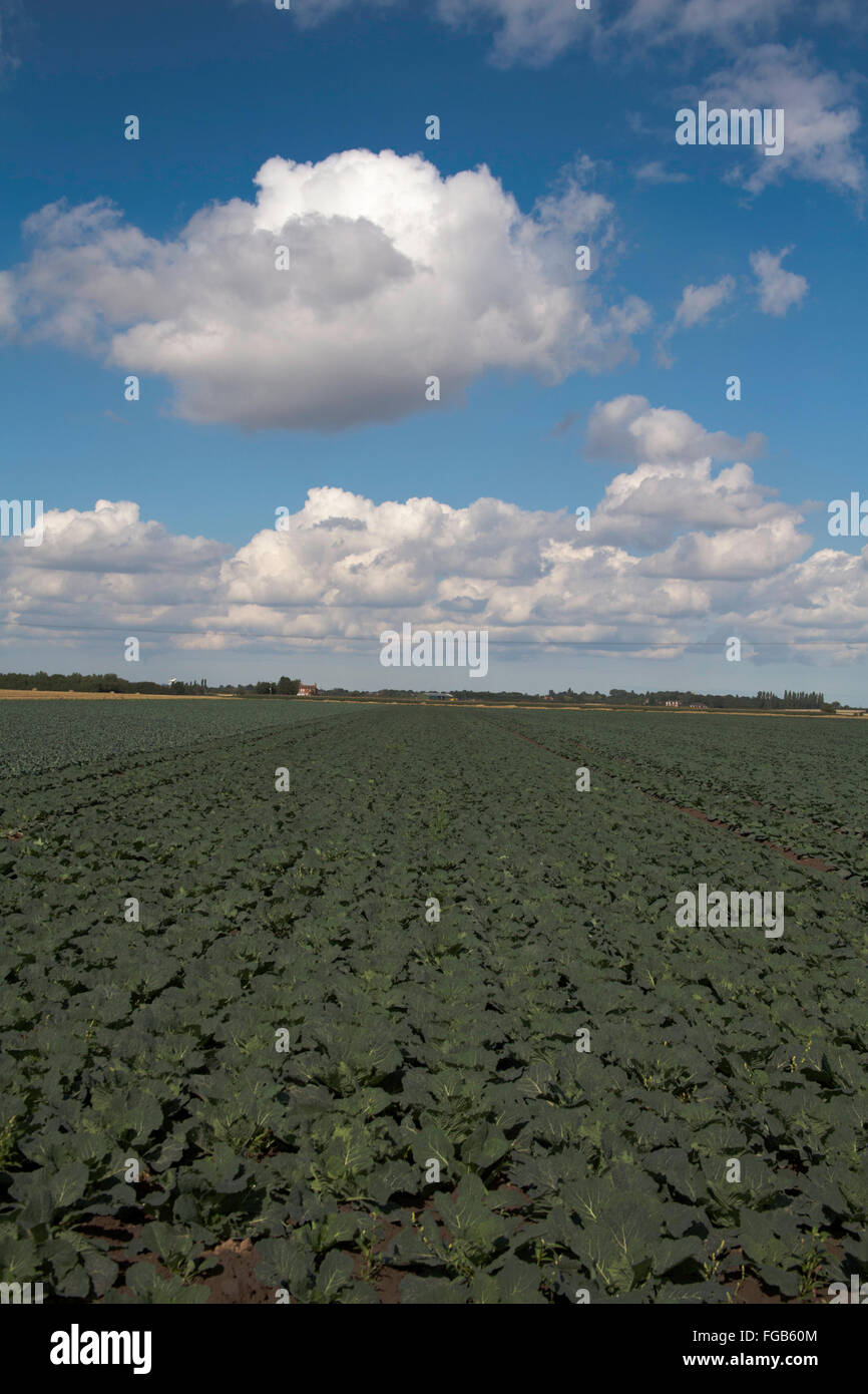 Fen land hi-res stock photography and images - Alamy