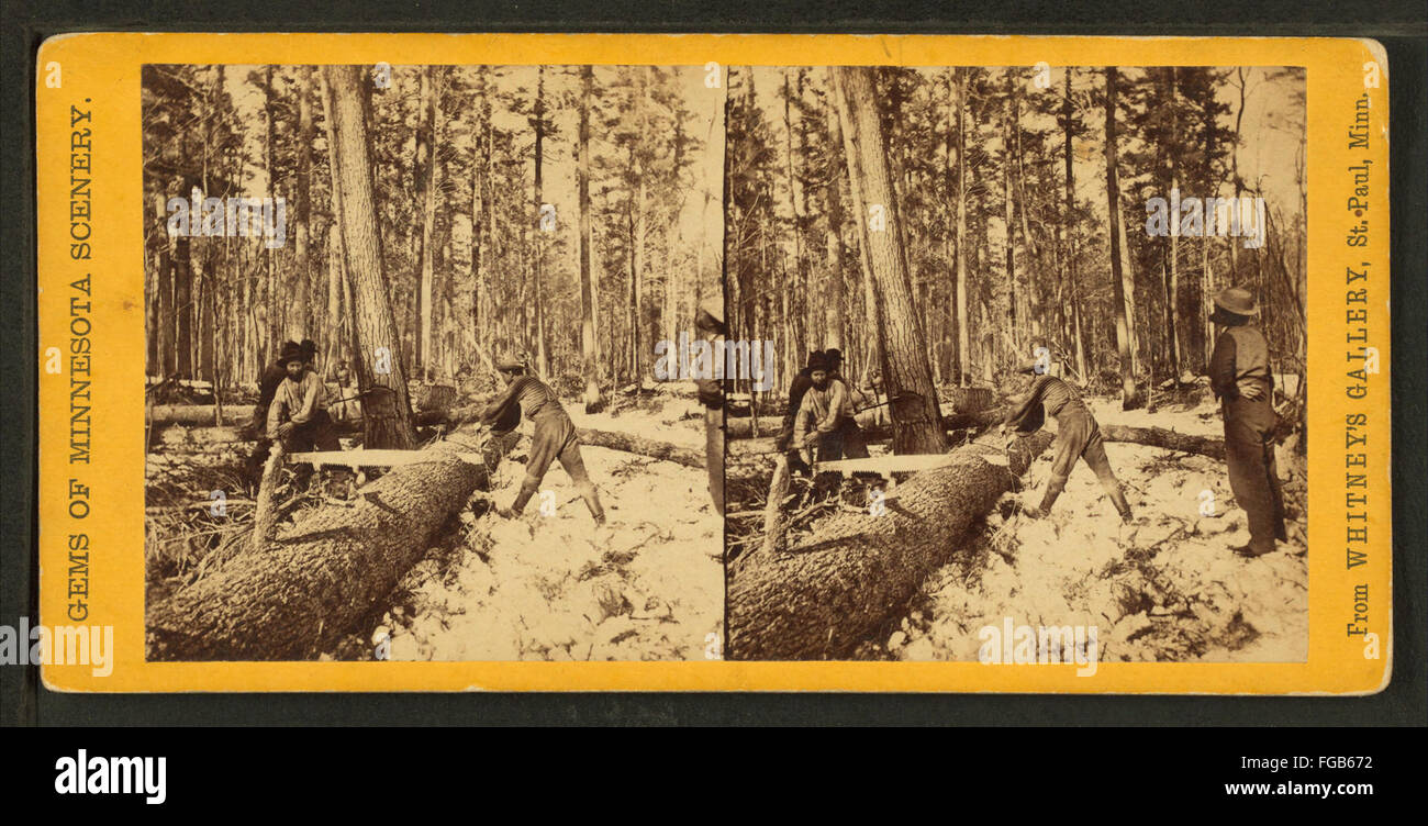 A photograph depicting men sawing a tree in a forest, captured by ...
