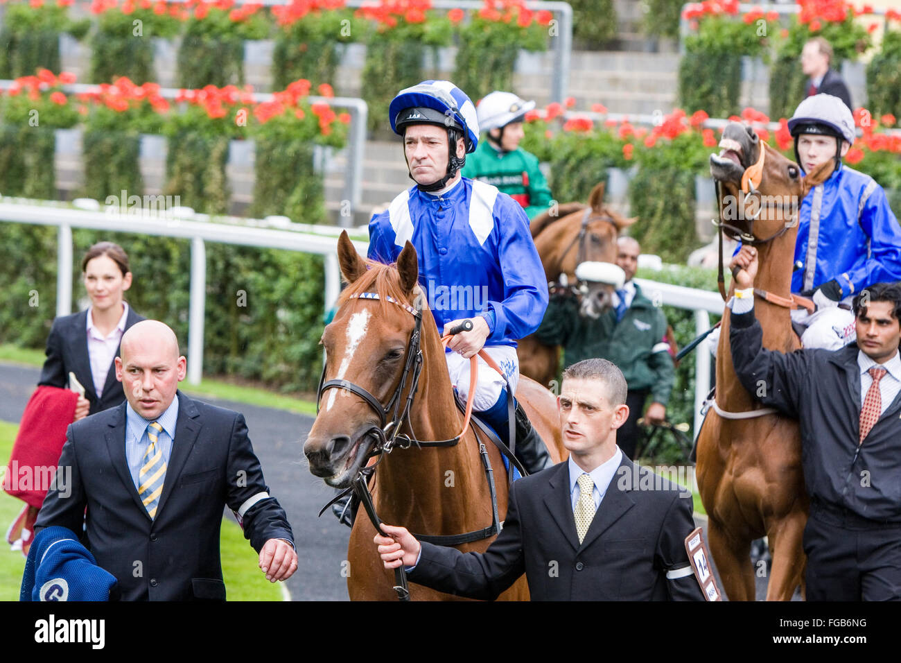 Royal silks horse hi-res stock photography and images - Alamy