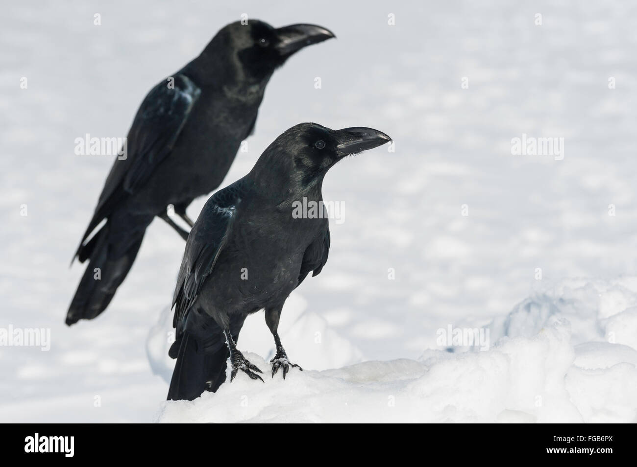 Jungle crow, large-billed or thick-billed crow, Japanese crow, Corvus ...