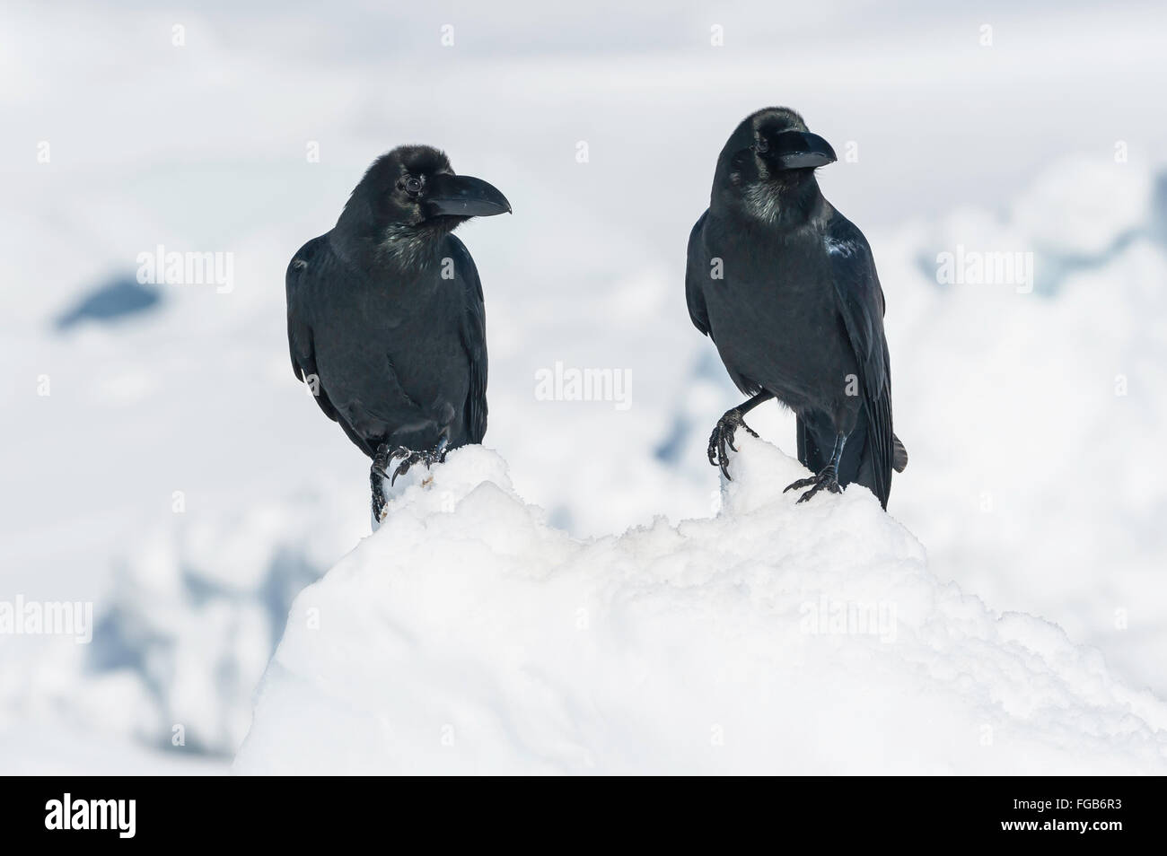Jungle crow, large-billed or thick-billed crow, Japanese crow, Corvus ...