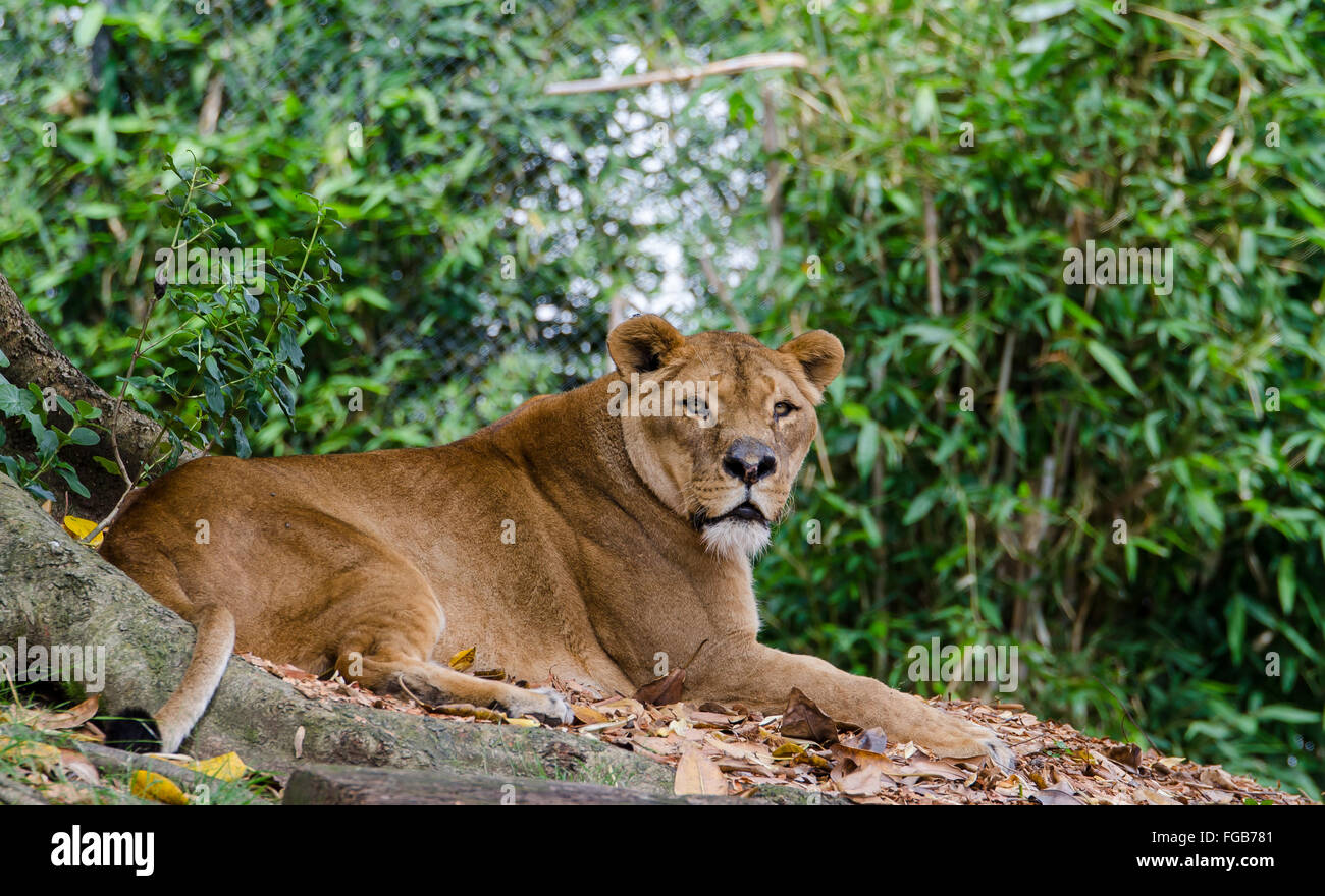 A female lion lying under the tree Stock Photo - Alamy
