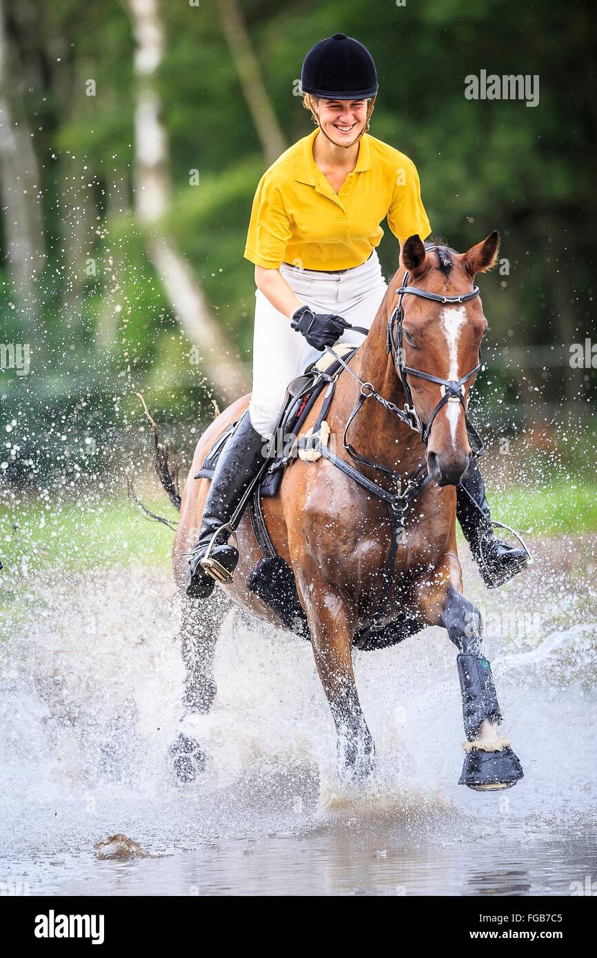 Irish Hunter. Rider with bay adult galloping in water in a cross ...