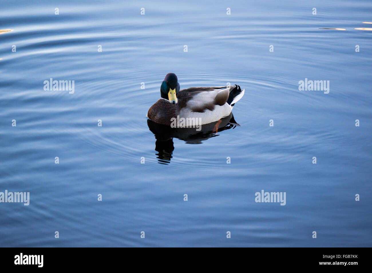Make duck in water hi-res stock photography and images - Alamy