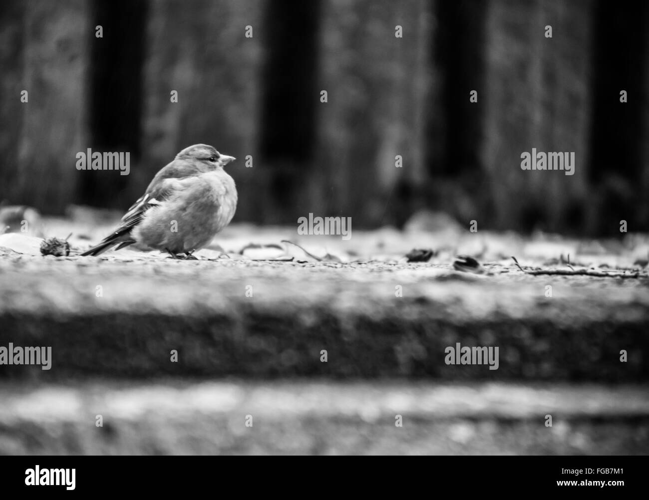 Surface Level Of Bird On The Ground Stock Photo - Alamy