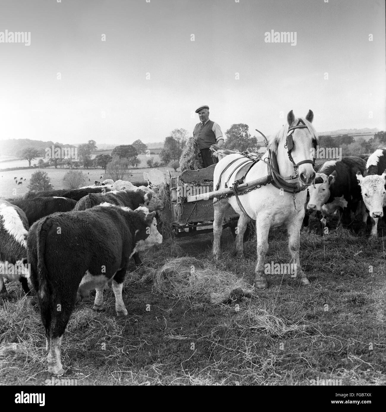 1950s farmer hi-res stock photography and images - Alamy