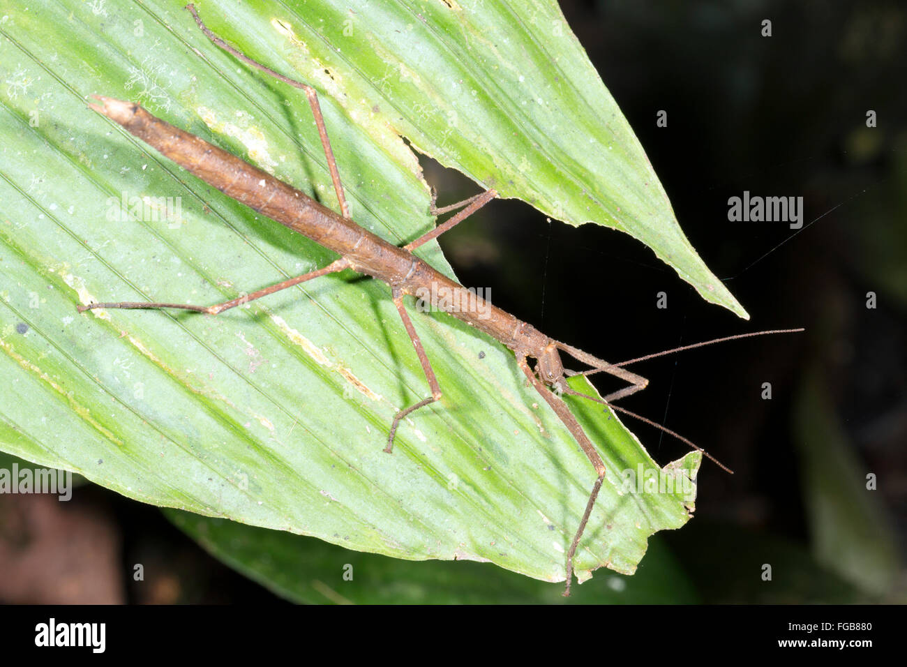 Stick insect (Paraceroys quadrispinosus) feeding on a palm leaf in the ...